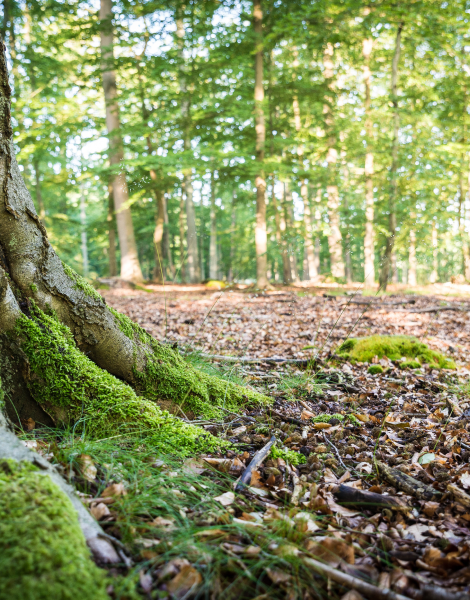 Ivenacker Eichen - Wald-MV